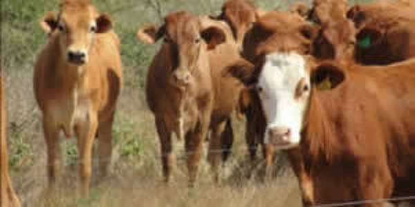 Foto: Compra Venta de Ganado Alta Calidad de Grupo Tapia #125736 ...