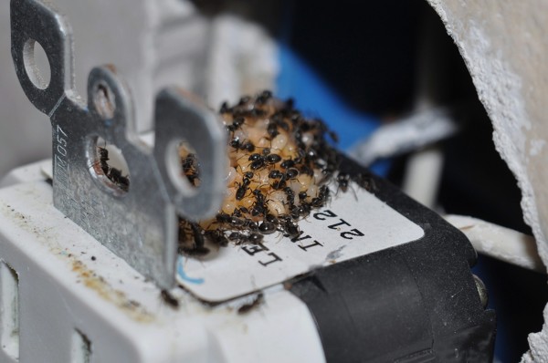 Foto: Control de Insectos Rastreros de Sar Control De Plagas #240928 ...