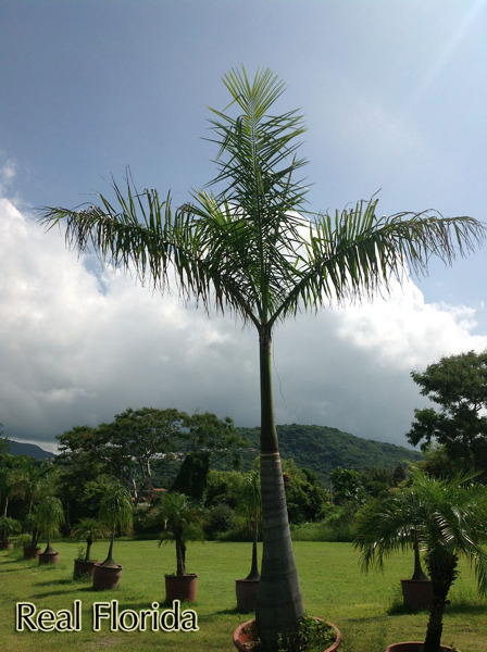 Foto: Real Florida de Las Palmas Vivero #8994 - Habitissimo