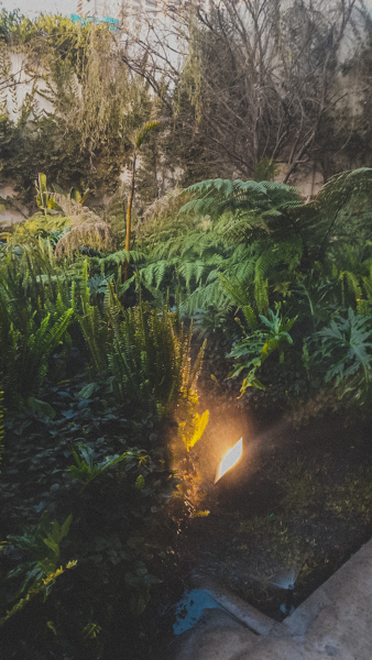 Foto: Forestacion / Mantenimiento Manigua de Grupo Heads #783880 ...