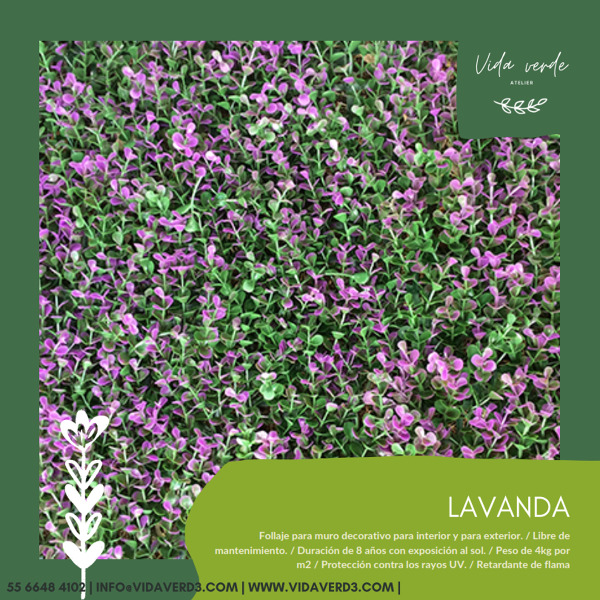 Foto: Lavanda de VIDA VERDE #841950 - Habitissimo